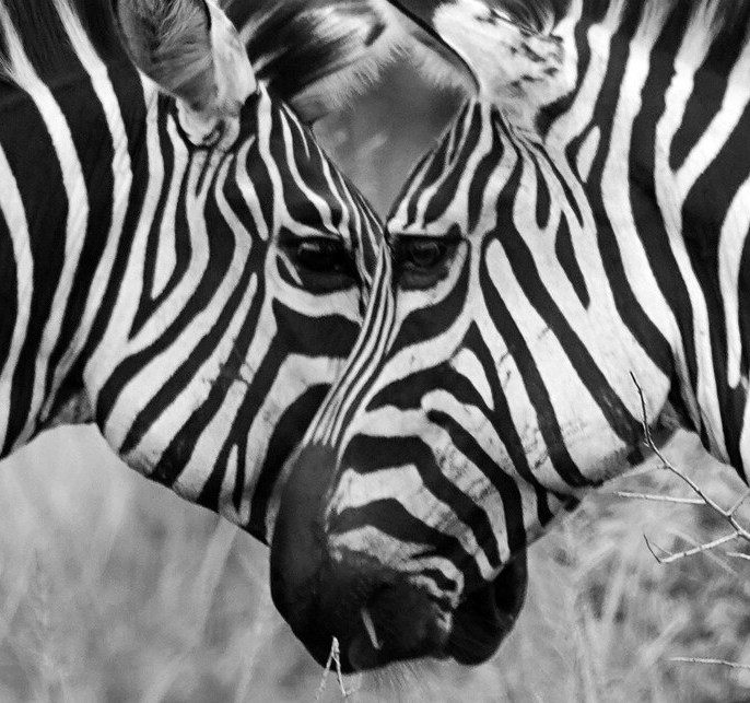 Violaine Fontaine - Conseil business & transformation digitale